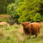Glasgow: Loch Ness, Glen Coe, Hairy Coos & The Highlands - Authentic Experiences and Authenticity