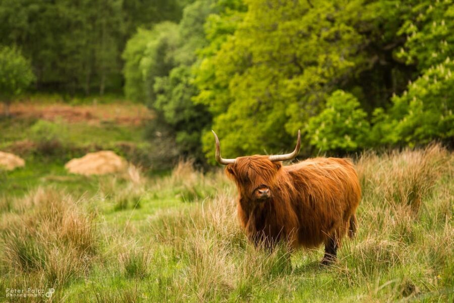 Glasgow: Loch Ness, Glen Coe, Hairy Coos & The Highlands - Authentic Experiences and Authenticity