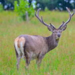 Glenfinnan: Glenaladale cruise, see the train and eagles 2hr - What the Tour Offers in Practical Terms