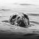 Golden Hour Boat Trip Experience - Wildlife Encounters: More Than Just a Pretty View