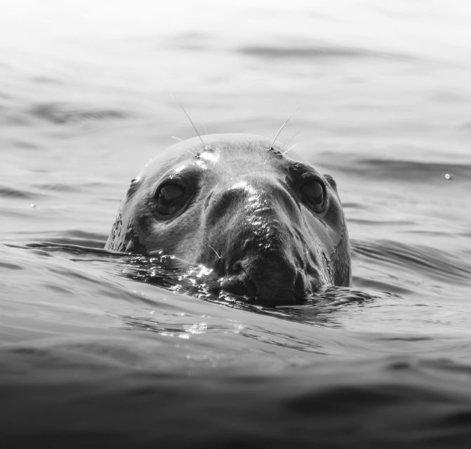 Golden Hour Boat Trip Experience - Wildlife Encounters: More Than Just a Pretty View