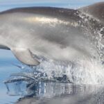 Golfo Aranci: Eco-Friendly Dolphin Watching Boat Trip - The Sum Up: Who Should Consider This Tour?