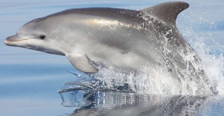 Golfo Aranci: Eco-Friendly Dolphin Watching Boat Trip - The Sum Up: Who Should Consider This Tour?