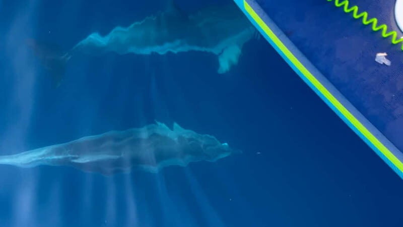 Golfo Aranci, Sup with Dolphins under the Stars - A Detailed Breakdown of the Itinerary