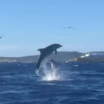 Golfo Aranci tour SUP Paddleboard Dolphin watching, aperitif - An Active Way to Experience Sardinia’s Waters
