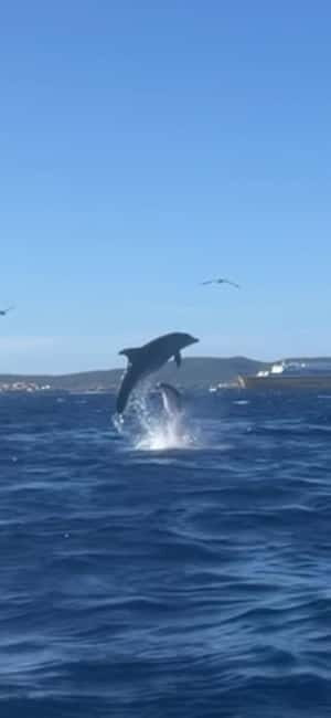 Golfo Aranci tour SUP Paddleboard Dolphin watching, aperitif - An Active Way to Experience Sardinia’s Waters
