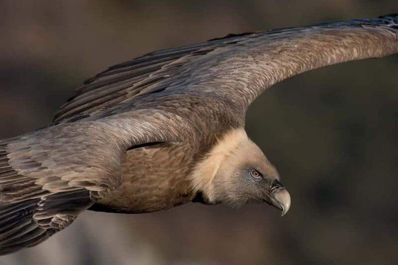 Gorges du Verdon: Watching vultures - Additional practicalities