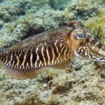 Gran Canaria: Scuba Diving for Beginners - Detailed Breakdown of the Itinerary