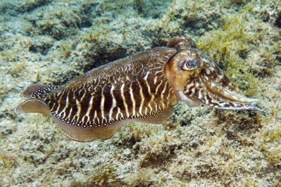 Gran Canaria: Scuba Diving for Beginners - Detailed Breakdown of the Itinerary