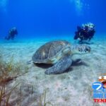 Gran Canaria Scuba Diving for Certified Divers - Authentic Feedback from Divers