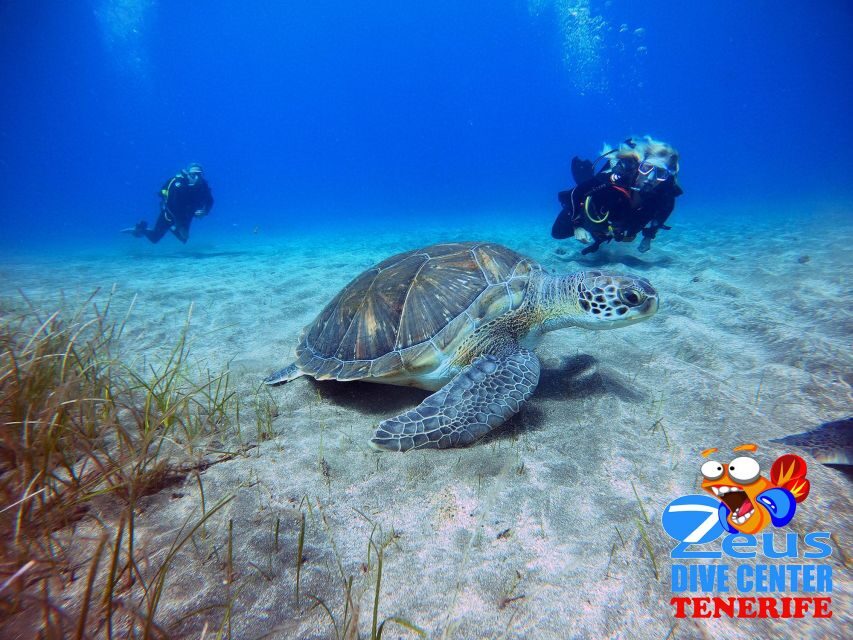 Gran Canaria Scuba Diving for Certified Divers - Authentic Feedback from Divers
