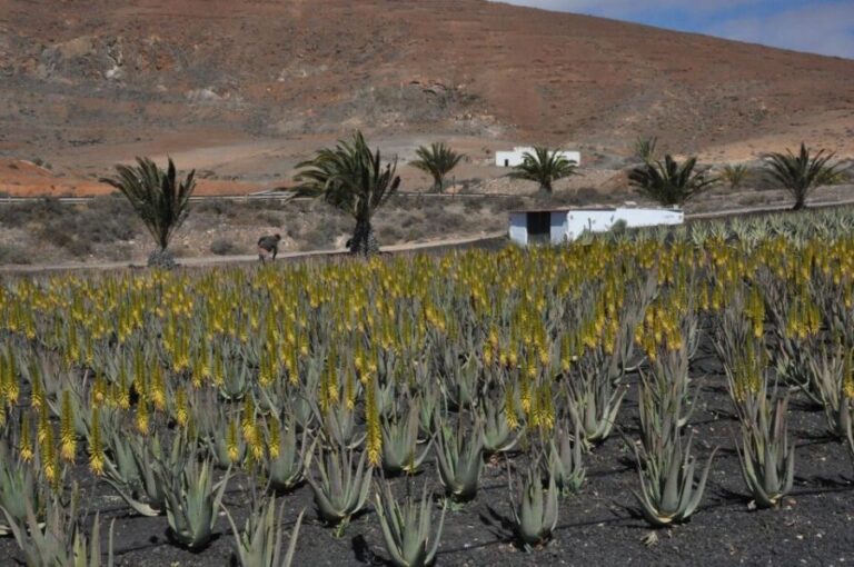 Gran Canaria Tour: Past and Present - How the Day Unfolds