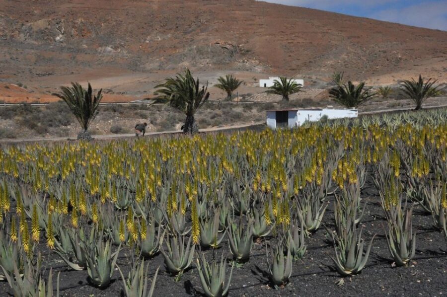 Gran Canaria Tour: Past and Present - How the Day Unfolds