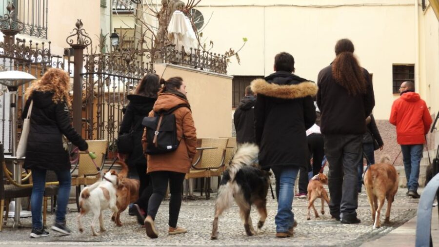 Granada: Guided Realejo Tour with Pets - In-Depth Look at the Itinerary