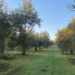 Granada in EVOO: Become a real olive harvester for a day - The Experience in Detail