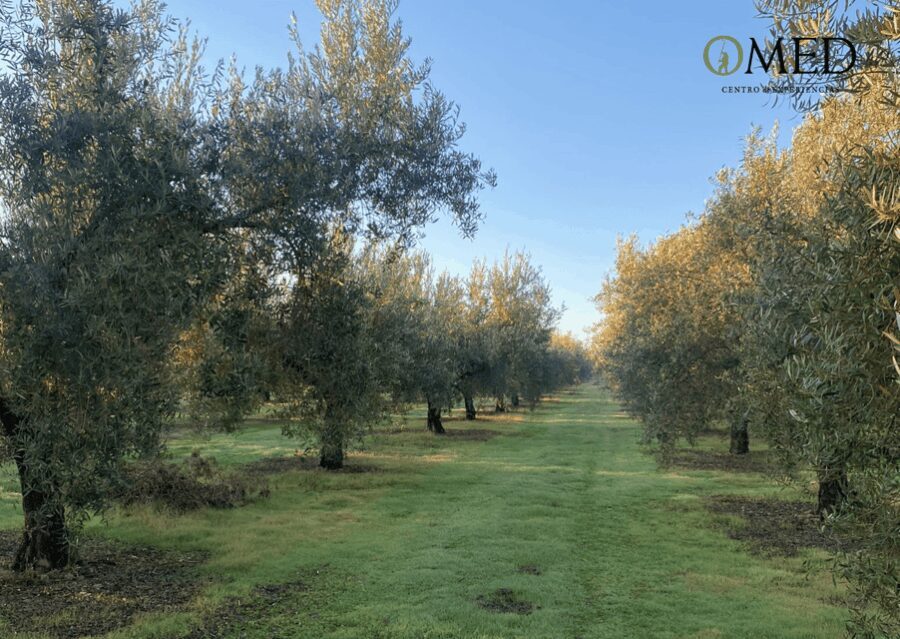 Granada in EVOO: Become a real olive harvester for a day - The Experience in Detail