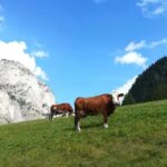 Grand Dolomites Tour to Fiemme & Fassa Valleys & Pordoi Pass - FAQ