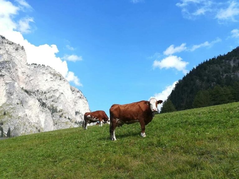 Grand Dolomites Tour to Fiemme & Fassa Valleys & Pordoi Pass - FAQ