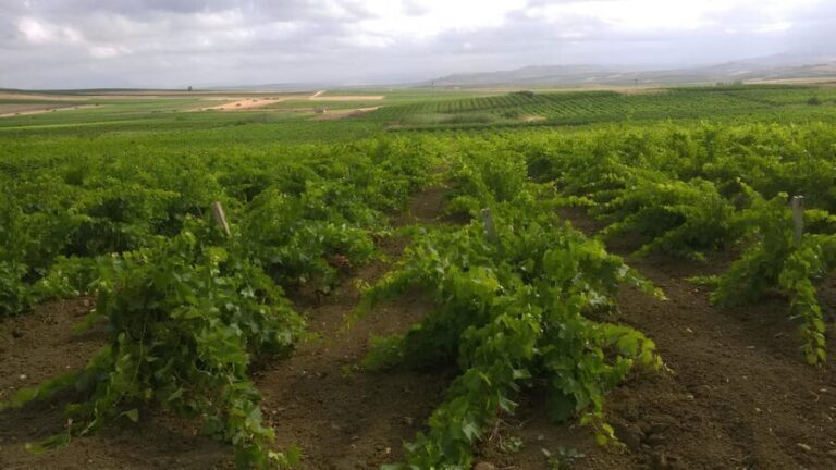 Grape harvest and breakfast at the winery in Menfi - Final Thoughts