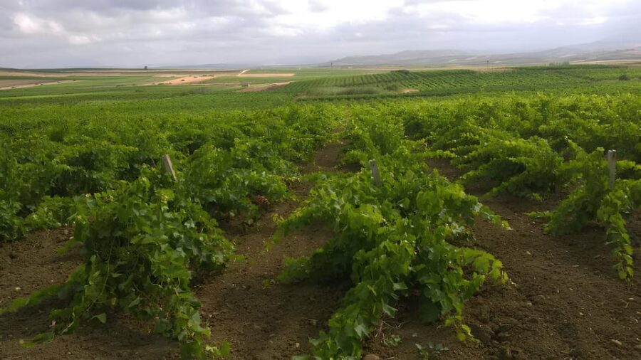 Grape harvest and breakfast at the winery in Menfi - Final Thoughts