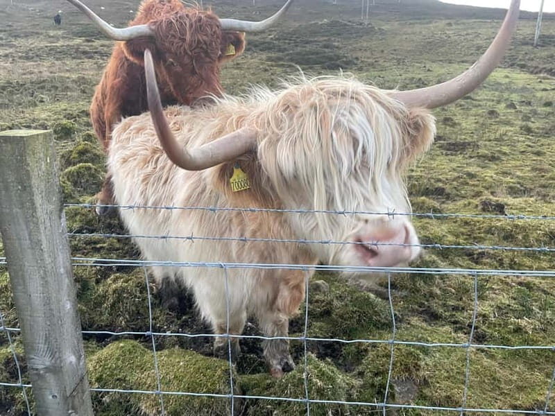 Greenock: Loch Lomond & The Trossachs National Park Tour - A Step-by-Step Look at the Tour Experience