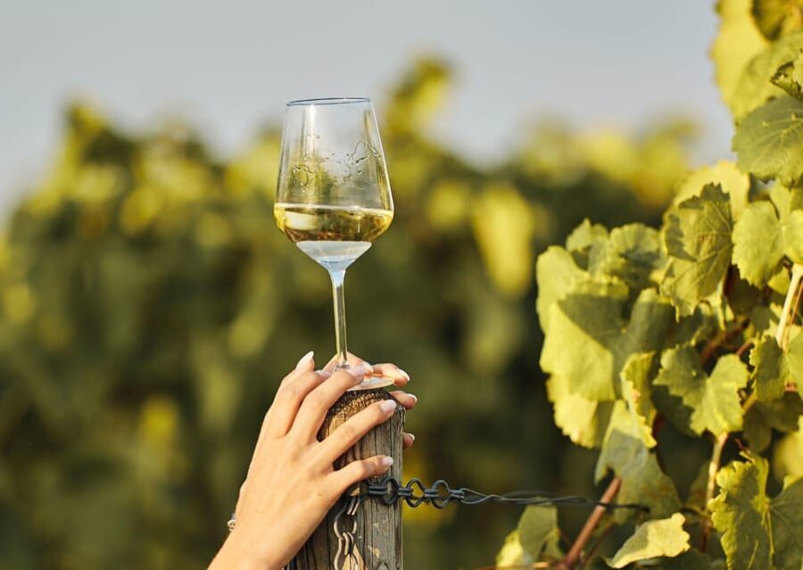 Grimaud: Horseback Riding & Wine Tasting in Maures Forest - The Wine Tasting: A Perfect Provençal Finish