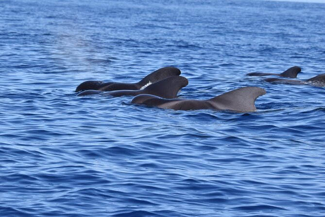 Guided activity in the Heart of Azores with whales and dolphins - Introduction