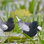 Guided Birdwatching day trip to the Danube Delta - private program - Final Thoughts