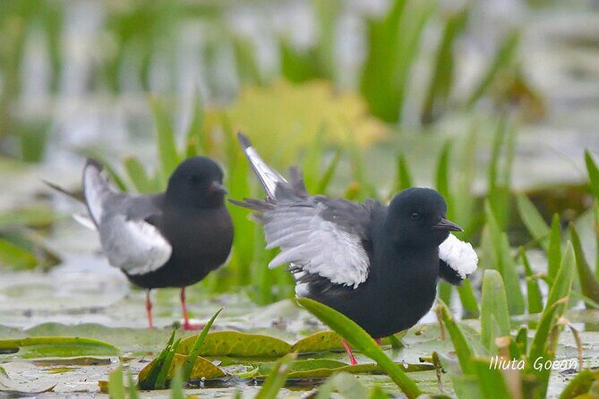 Guided Birdwatching day trip to the Danube Delta - private program - Final Thoughts