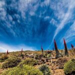 Guided Hike - The Tajinaste Trail - Analyzing the Value