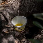 Guided oil tasting with tour of olive grove in Agrigento - An In-Depth Look at the Tour