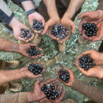 Guided Olive Oil Farm, Calabrian Lunch & Nicotera Tour - Who Is This Tour Best For?