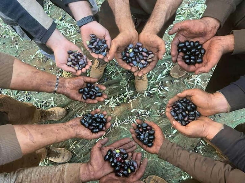 Guided Olive Oil Farm, Calabrian Lunch & Nicotera Tour - Who Is This Tour Best For?