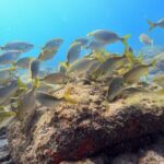 Guided Snorkelling Experience in South of Gran Canaria - Final Thoughts