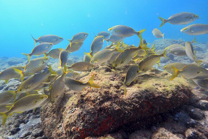 Guided Snorkelling Experience in South of Gran Canaria - Final Thoughts