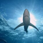 Guided Swimming Experience with Sharks in Portugal - Practical Details and Considerations