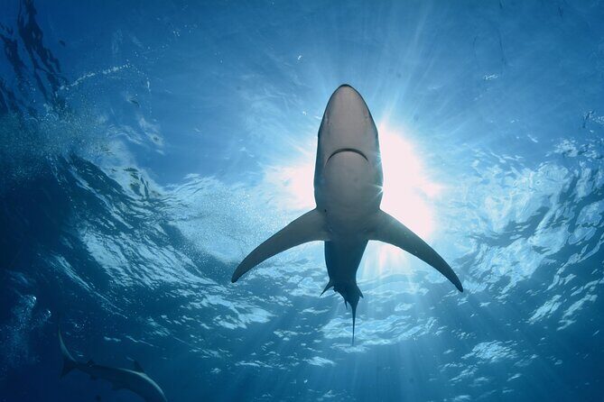 Guided Swimming Experience with Sharks in Portugal - Practical Details and Considerations