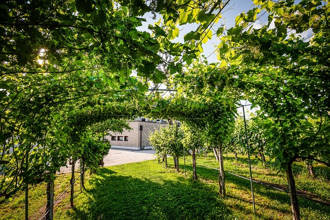 Guided Tour and wine tasting 5 wines to discover the Conegliano Valdobbiadene - An In-Depth Look at the Tour Experience