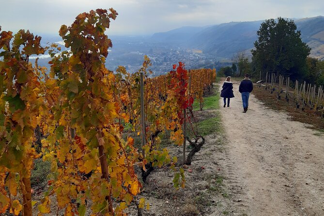 Guided tour and wine tasting Northern Rhône Valley - Exploring the Guided Tour and Wine Tasting in the Northern Rhône Valley