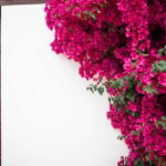 Guided tour in Spanish to the courtyards of Córdoba - Who is this tour best for?