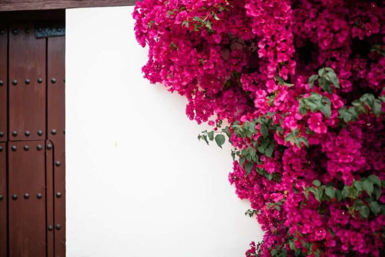 Guided tour in Spanish to the courtyards of Córdoba - Who is this tour best for?