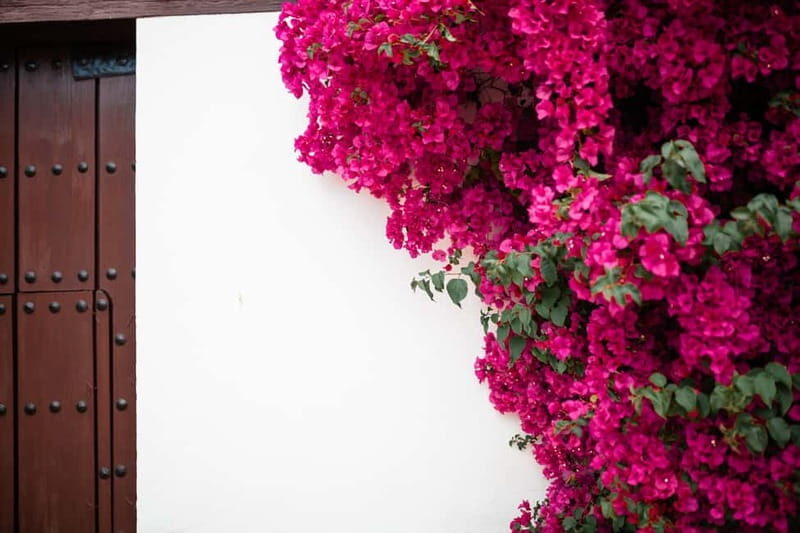 Guided tour in Spanish to the courtyards of Córdoba - Who is this tour best for?
