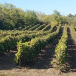 Guided Tour Of An Old Winery with Tasting from Alicante and Elche - Why This Tour Offers Good Value