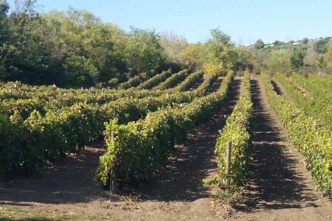 Guided Tour Of An Old Winery with Tasting from Alicante and Elche - Why This Tour Offers Good Value
