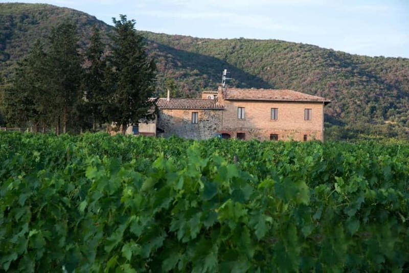 Guided tour of our Brunello vineyards with tasting. - What You Can Expect During the Tour