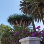 Guided walking tour in La Orotava 1:30 min, Tenerife - Practicalities & Value