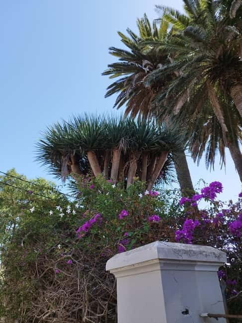 Guided walking tour in La Orotava 1:30 min, Tenerife - Practicalities & Value