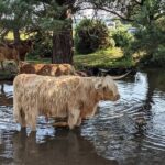 Guided Walking Tour of New Forest National Park in Hampshire - The Overall Experience: What Travelers Say