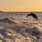gulf of Ajaccio / Anse de cacao , swim stop - What Makes This Tour Special?