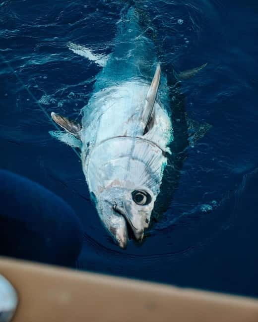 Gulf of Ajaccio: Private Fishing Trip in a Perle Blanche - Scenic Highlights & Nautical Comfort